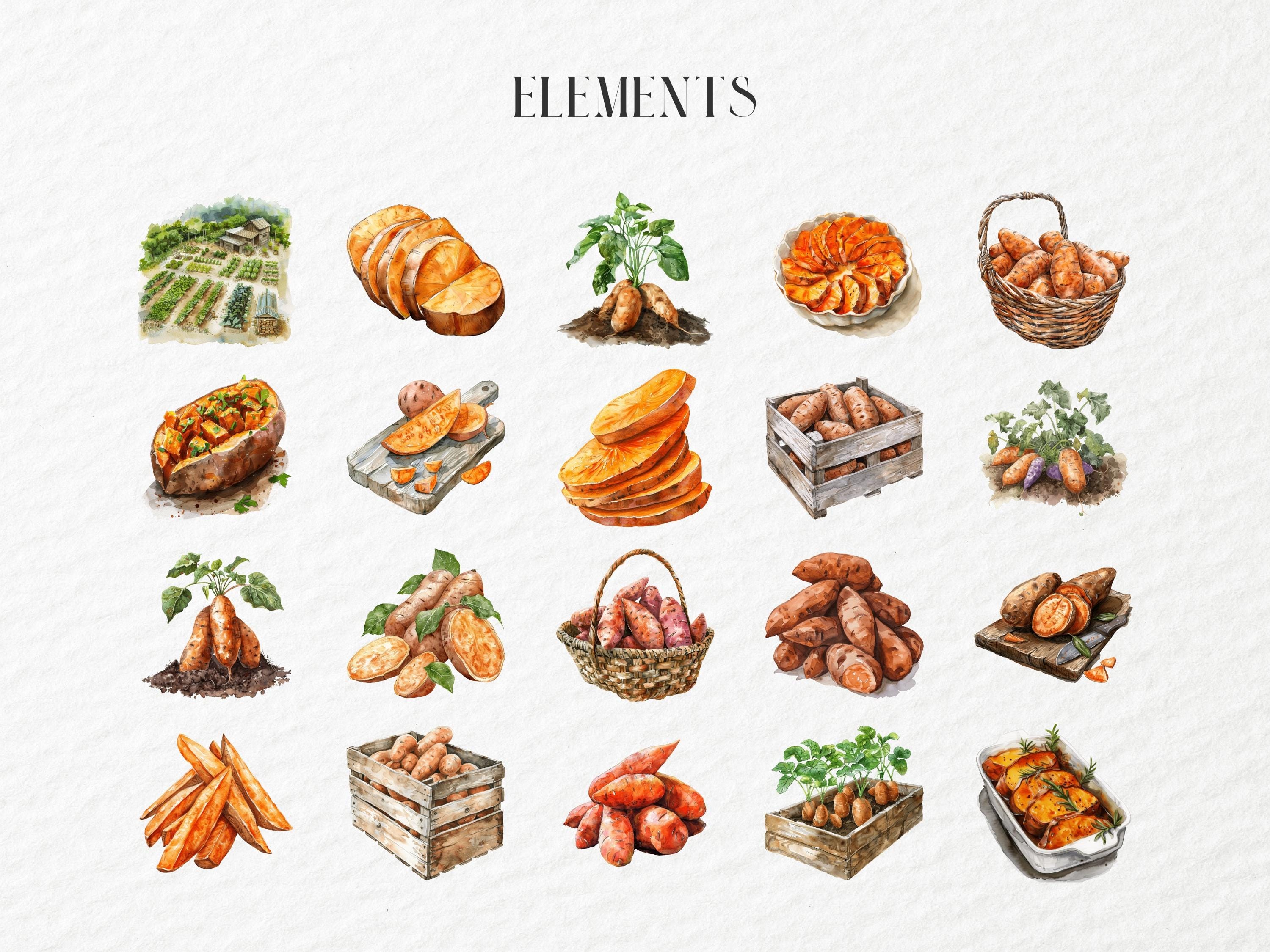 Watercolor Sweet Potato Clipart, Sweet Orange Potatoes, Root Vegetable ...