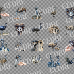 Watercolor Emu Clipart, Emus Clipart, Realistic Flightless Birds, Baby ...