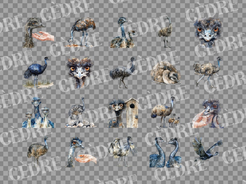 Watercolor Emu Clipart, Emus Clipart, Realistic Flightless Birds, Baby ...