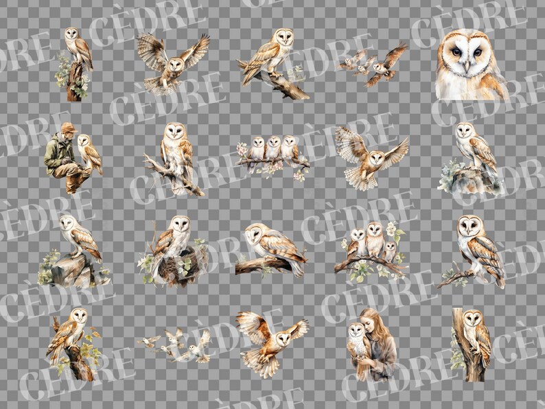 Watercolor Barn Own Clipart, Flying Barn Owls Clipart, Wise Old Owl ...