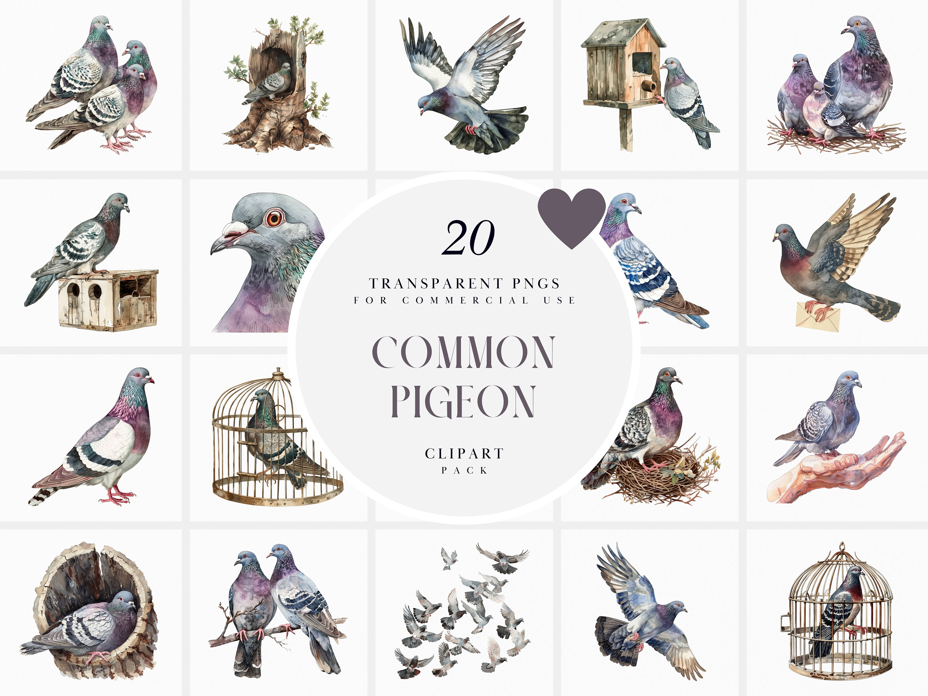 Watercolor Common Pigeon Clipart, Flying Common Pigeons Clipart, Pigeon ...
