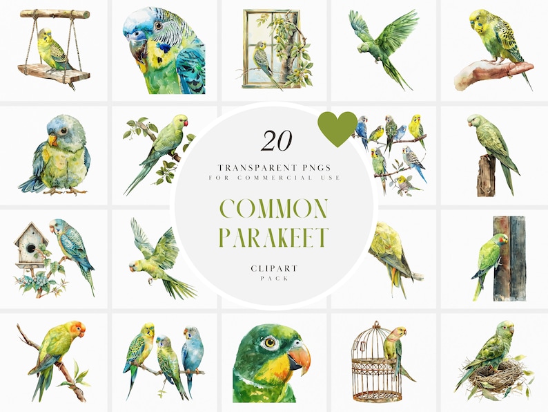 Watercolor Common Parakeet Clipart, Flying Budgerigar Parrot Clipart ...