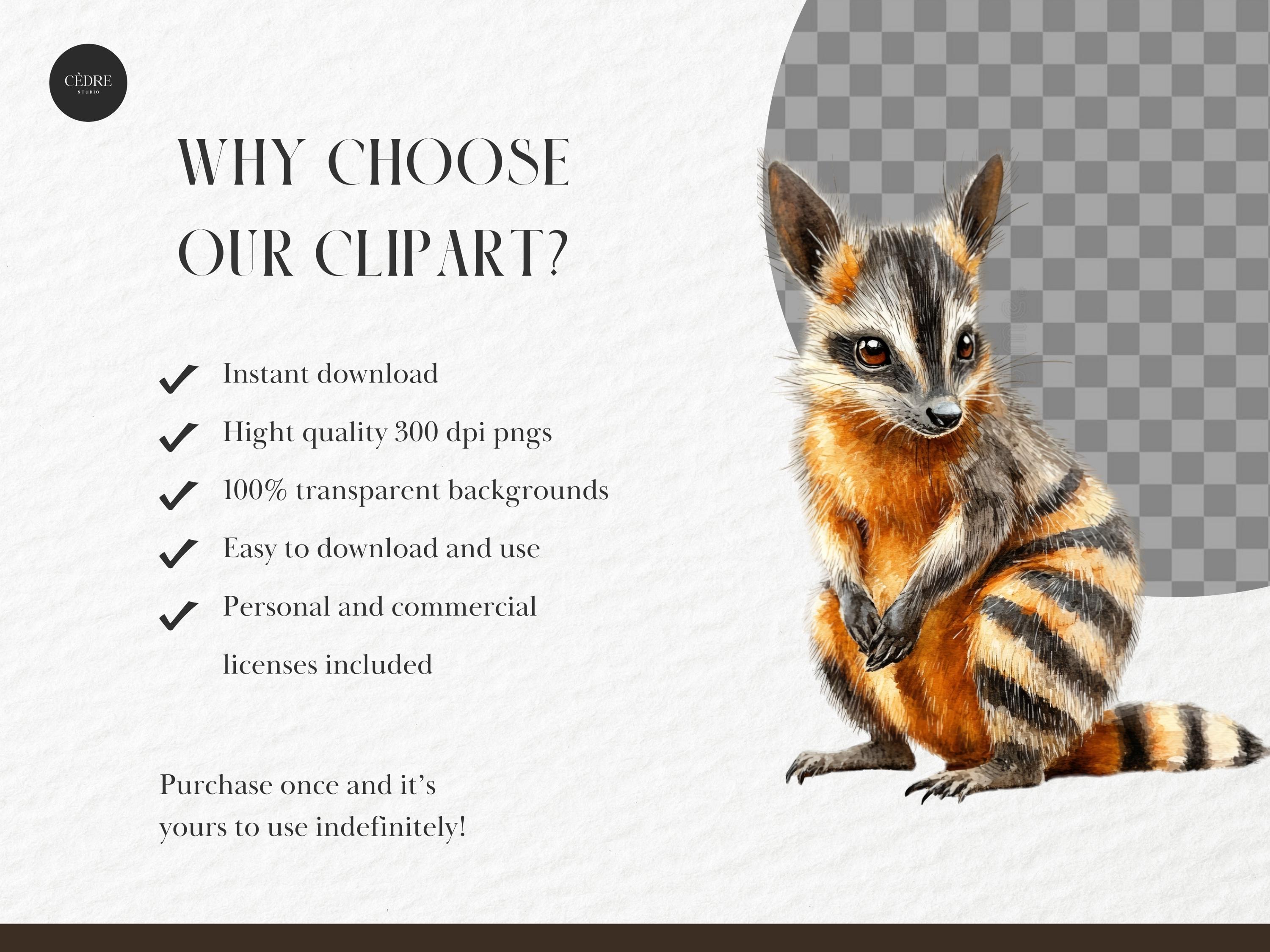 Watercolor Realistic Numbat Clipart, Numbats, Australian Fauna ...