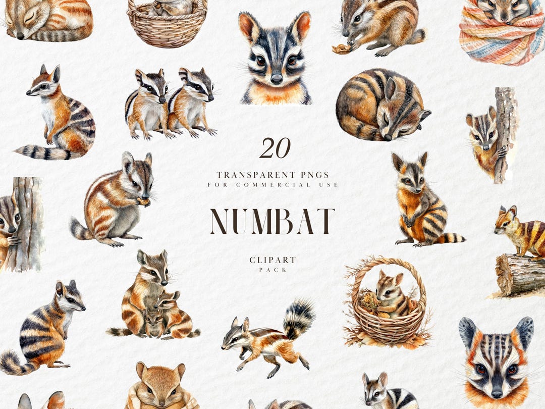 Watercolor Realistic Numbat Clipart, Numbats, Australian Fauna ...