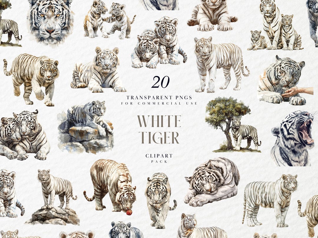 Watercolor White Tiger Clipart, Ashy Tiger, Cubs, Arctic, Snow ...