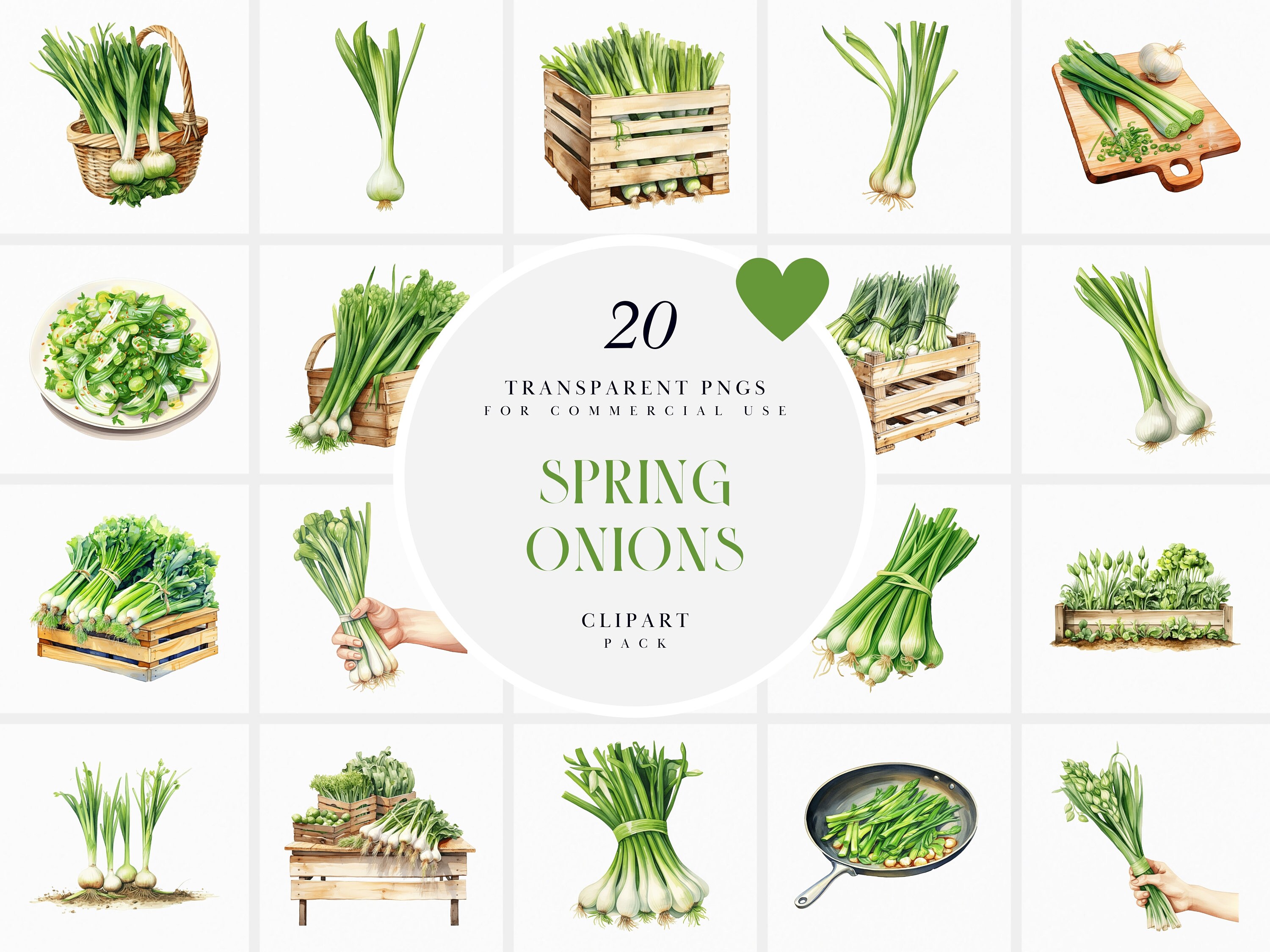 Watercolor Spring Onions Clipart, Spring Onion Clipart, Garden ...