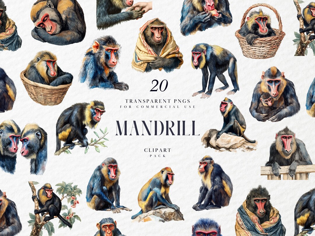 Watercolor Mandrill Clipart, Realistic Zoo Animals, Primates, Monkeys ...