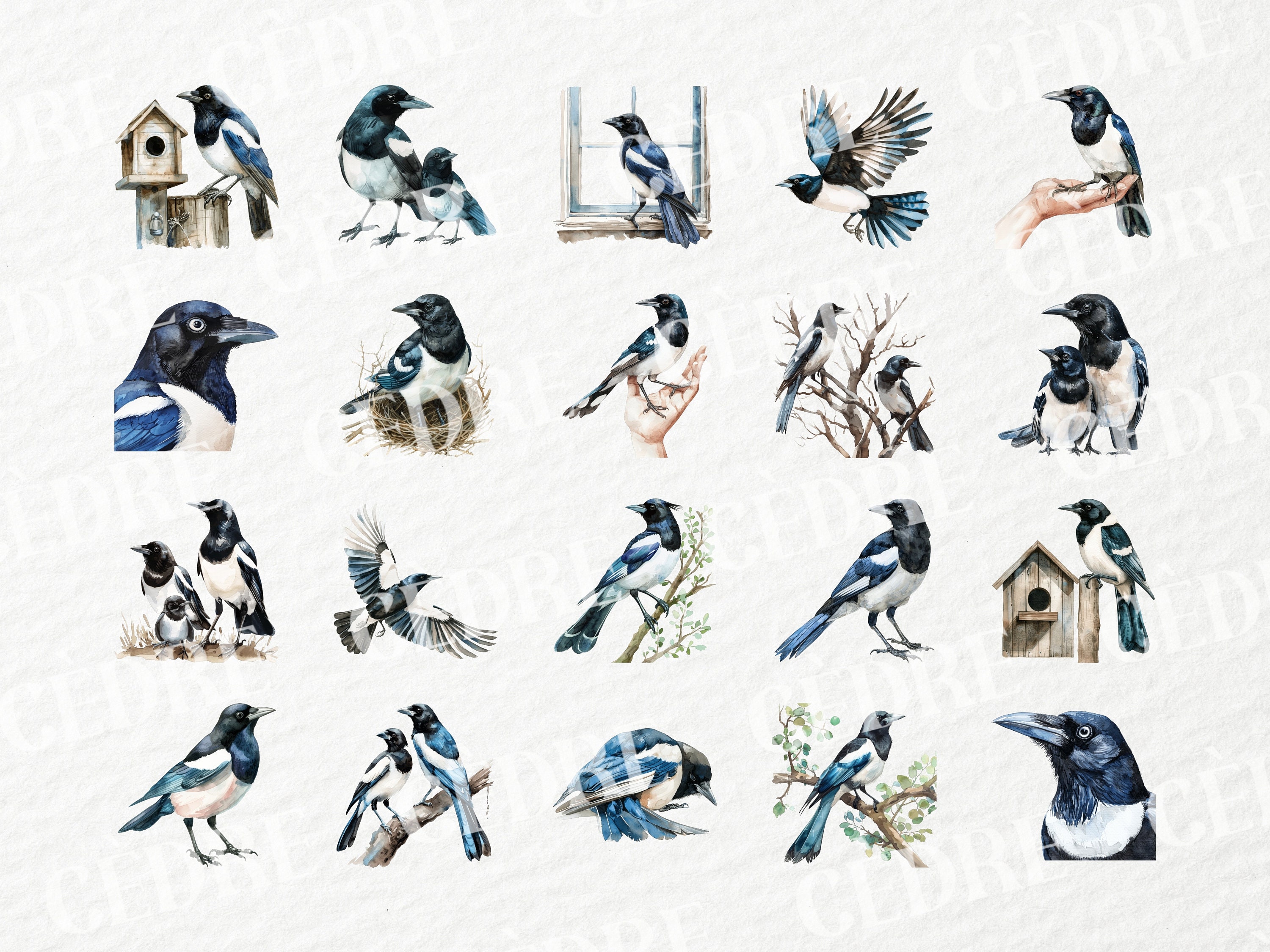 Watercolor Black Billed Magpie Clipart, Flying Magpie Birds Clipart ...