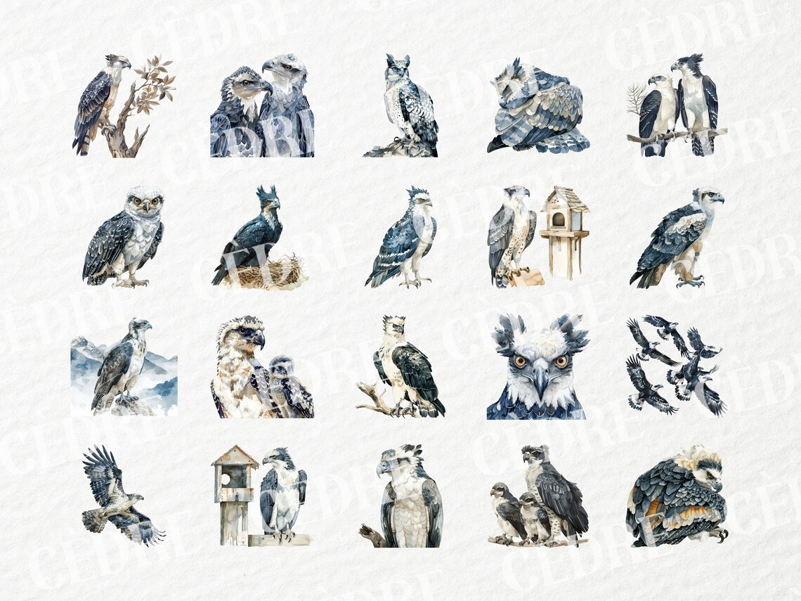 Watercolor Harpy Eagle Clipart, Flying Royal Hawk Clipart, Bird of Prey ...