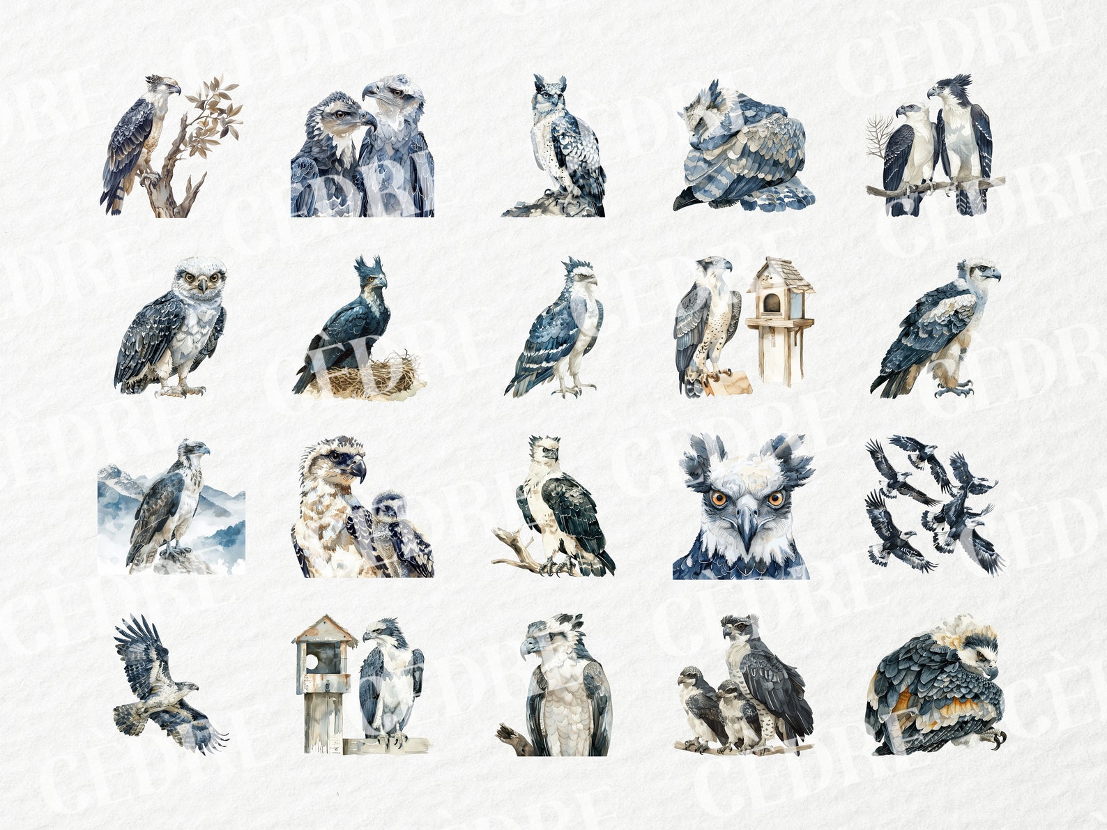 Watercolor Harpy Eagle Clipart, Flying Royal Hawk Clipart, Bird of Prey ...