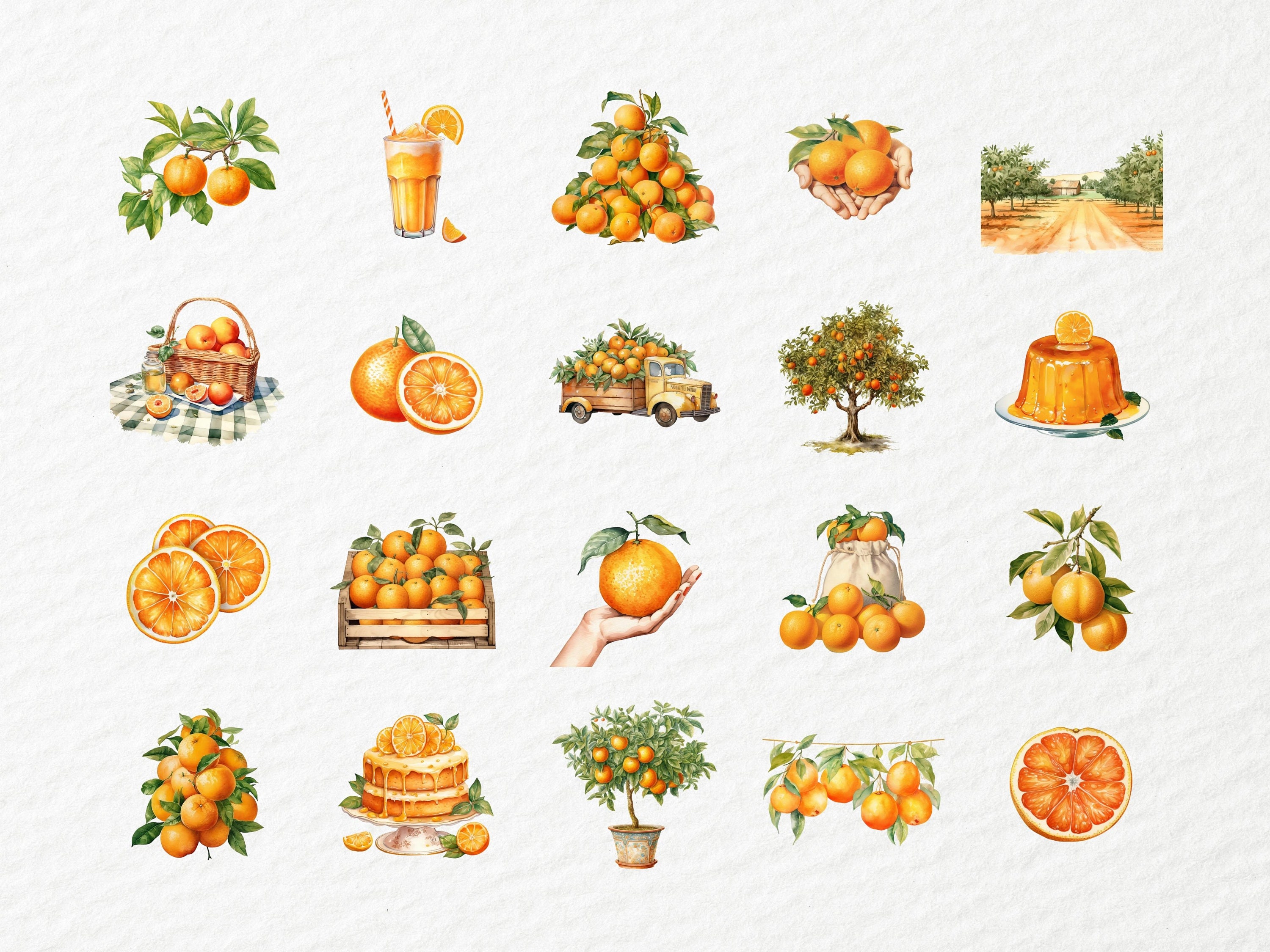 Watercolor Oranges Clipart, Orange Fruit Clipart, Botanical Mandarin ...
