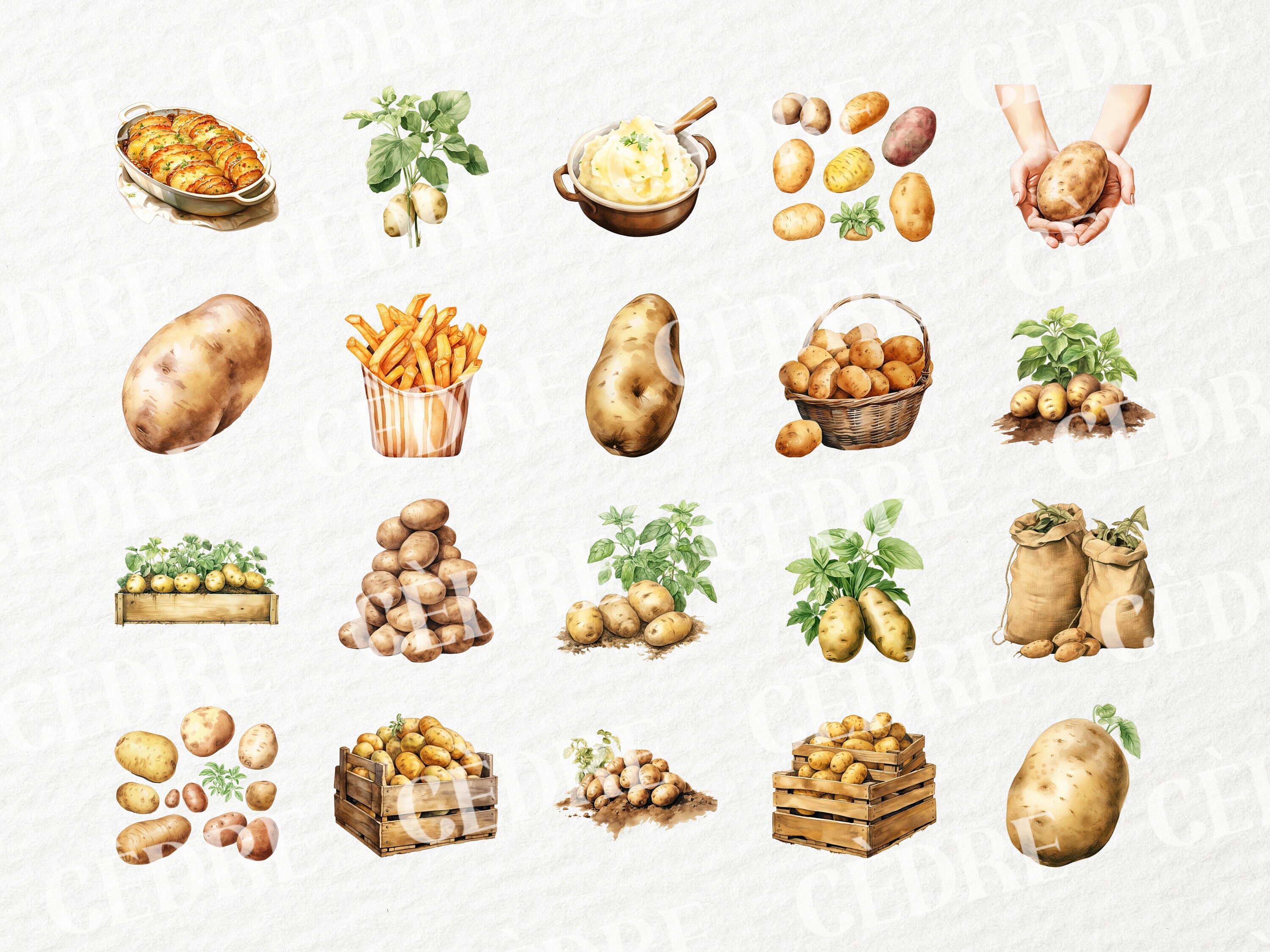 Watercolor Potato Clipart, Potatoes Clipart, Root Vegetable Clipart ...