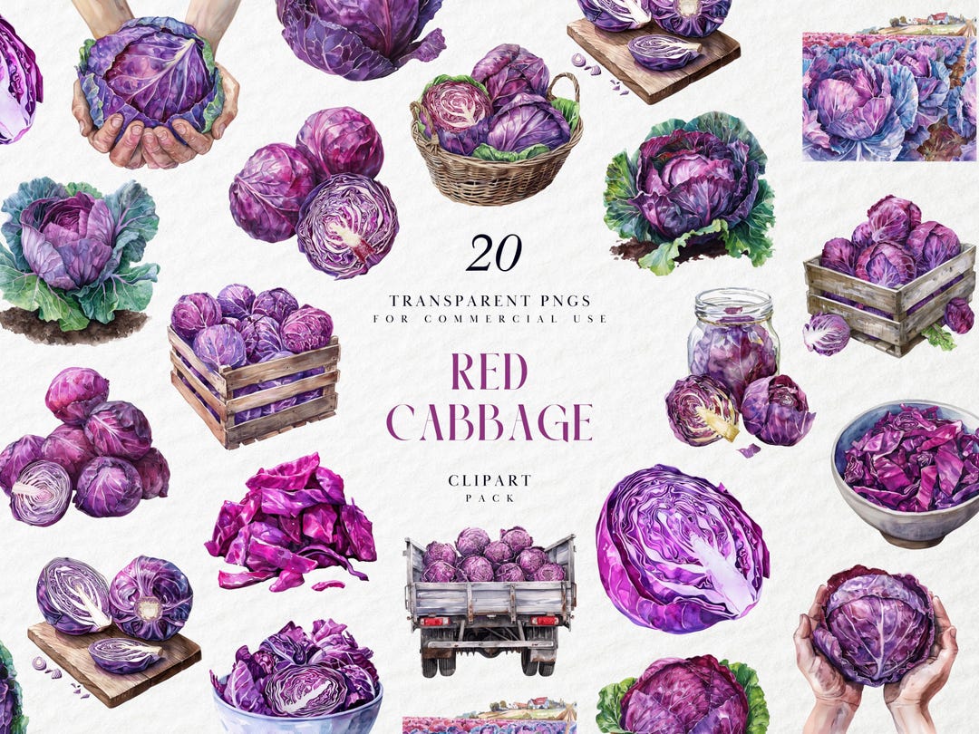 Watercolor Red Cabbage Clipart, Purple Cabbage Clipart, Veggie Clipart ...