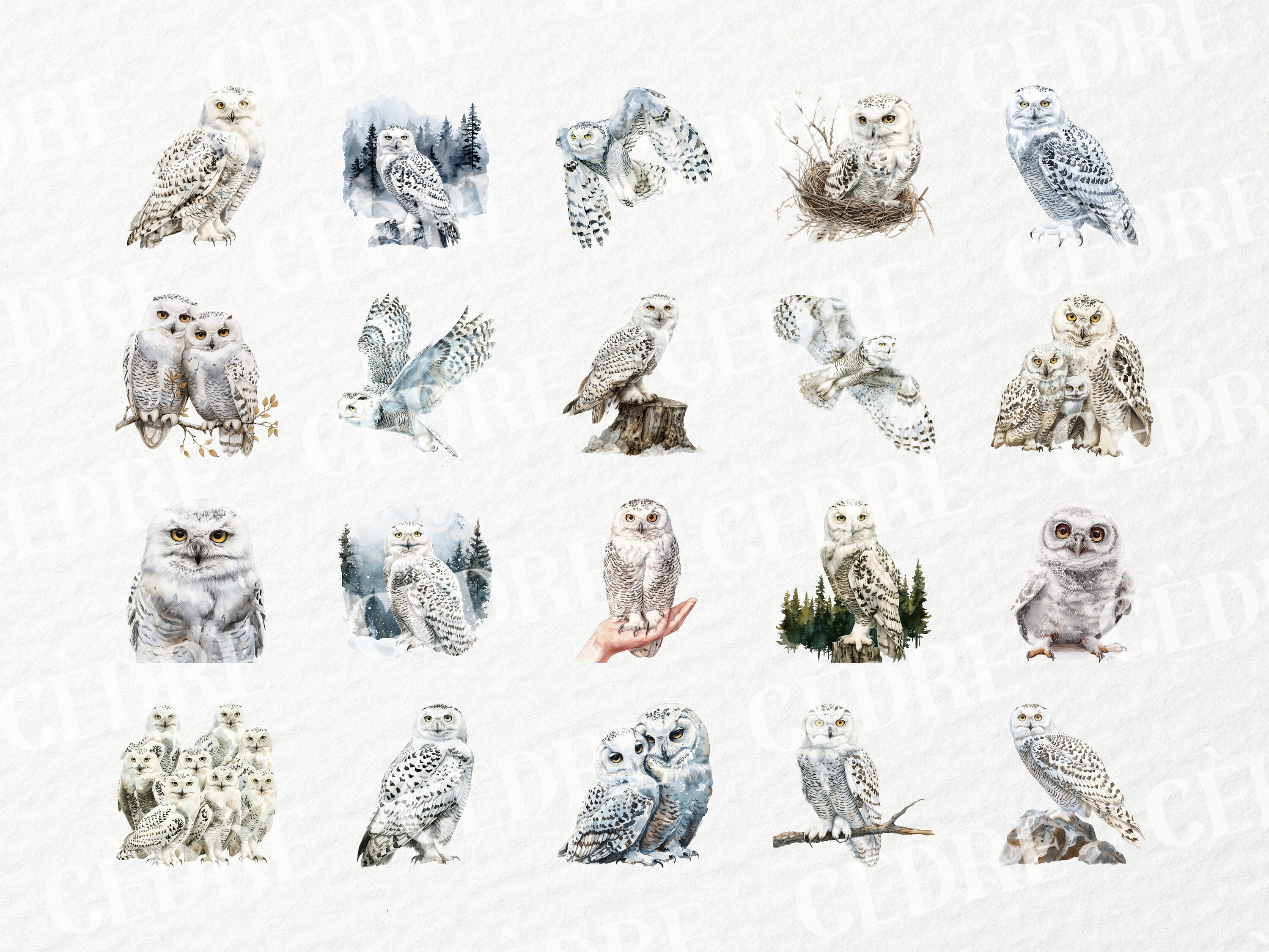 Watercolor Snowy Own Clipart, Flying Owls, White Wise Old Owl Bird ...
