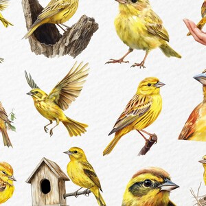 Watercolor Yellow Hammer Clipart, European Bunting Bird Illustration ...