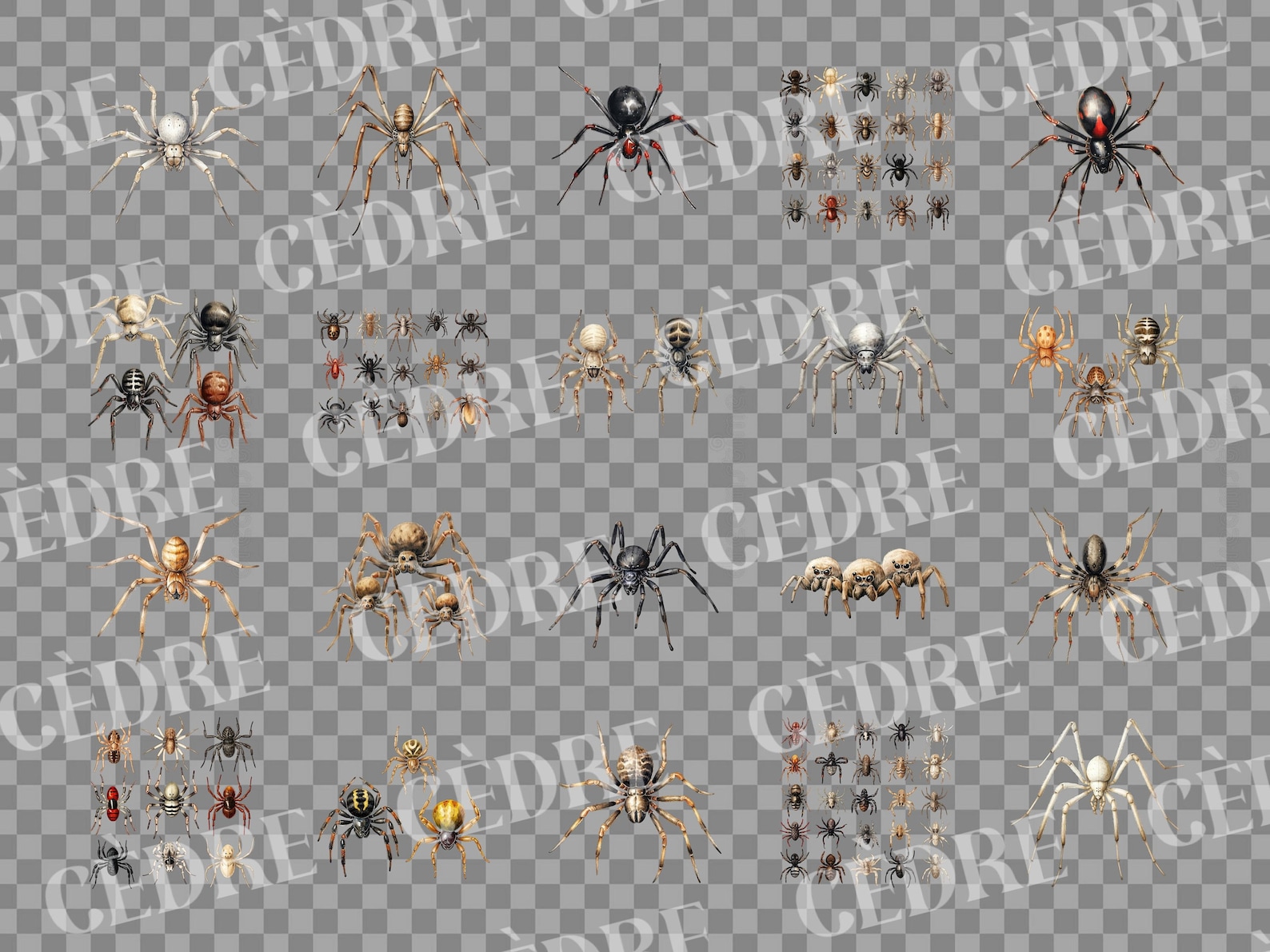 Watercolor Spider Clipart Halloween Spiders Clipart Cute Pet - Etsy
