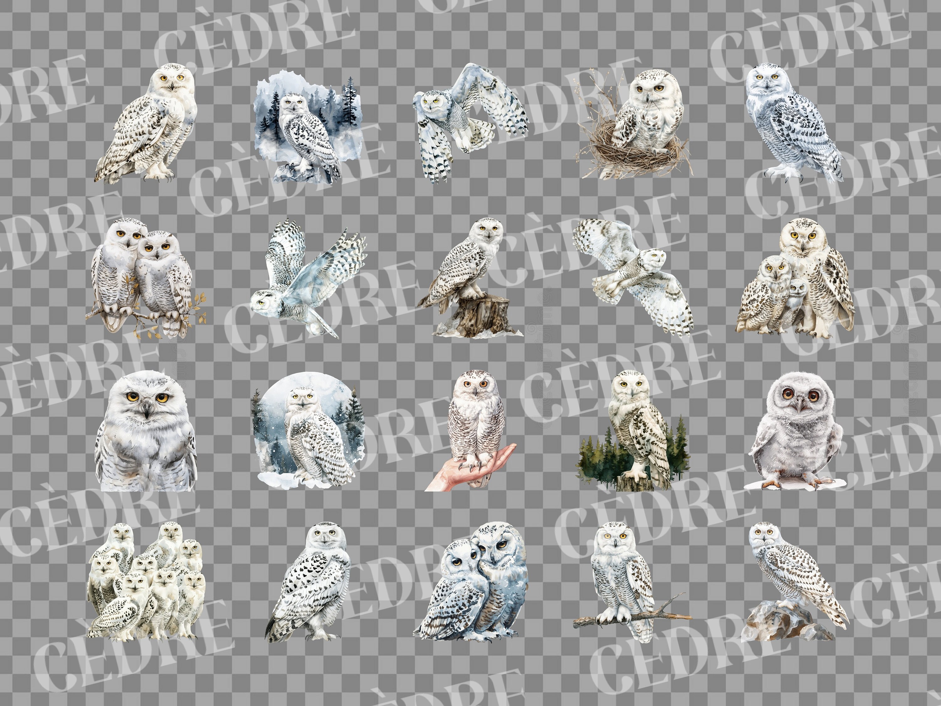 Watercolor Snowy Own Clipart, Flying Owls, White Wise Old Owl Bird ...