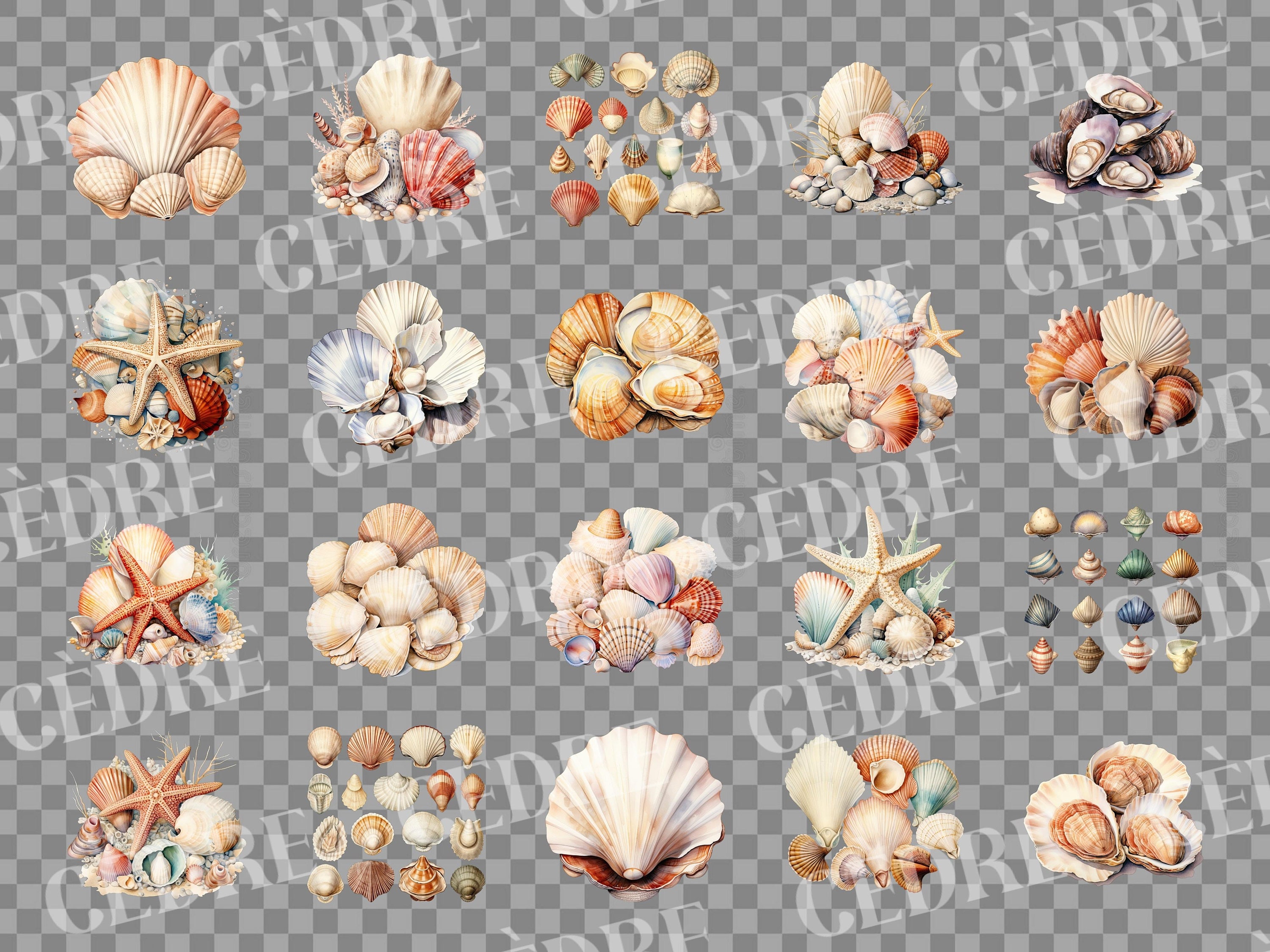 Watercolor Seashells Clipart, Mollusk Shellfish Clipart, Beach Starfish ...