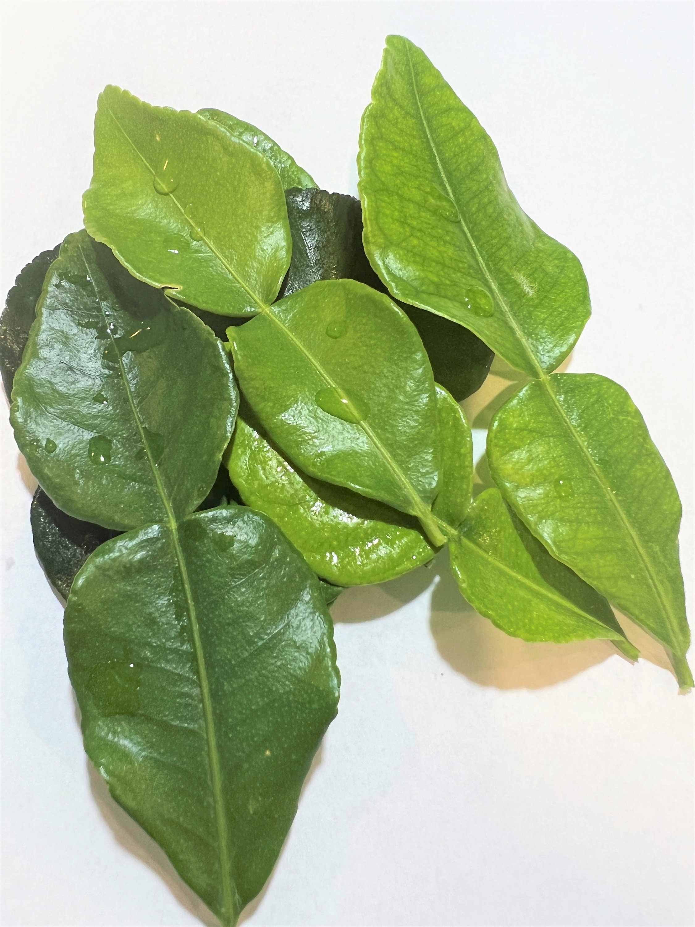 Kaffir Lime Leaves - Etsy