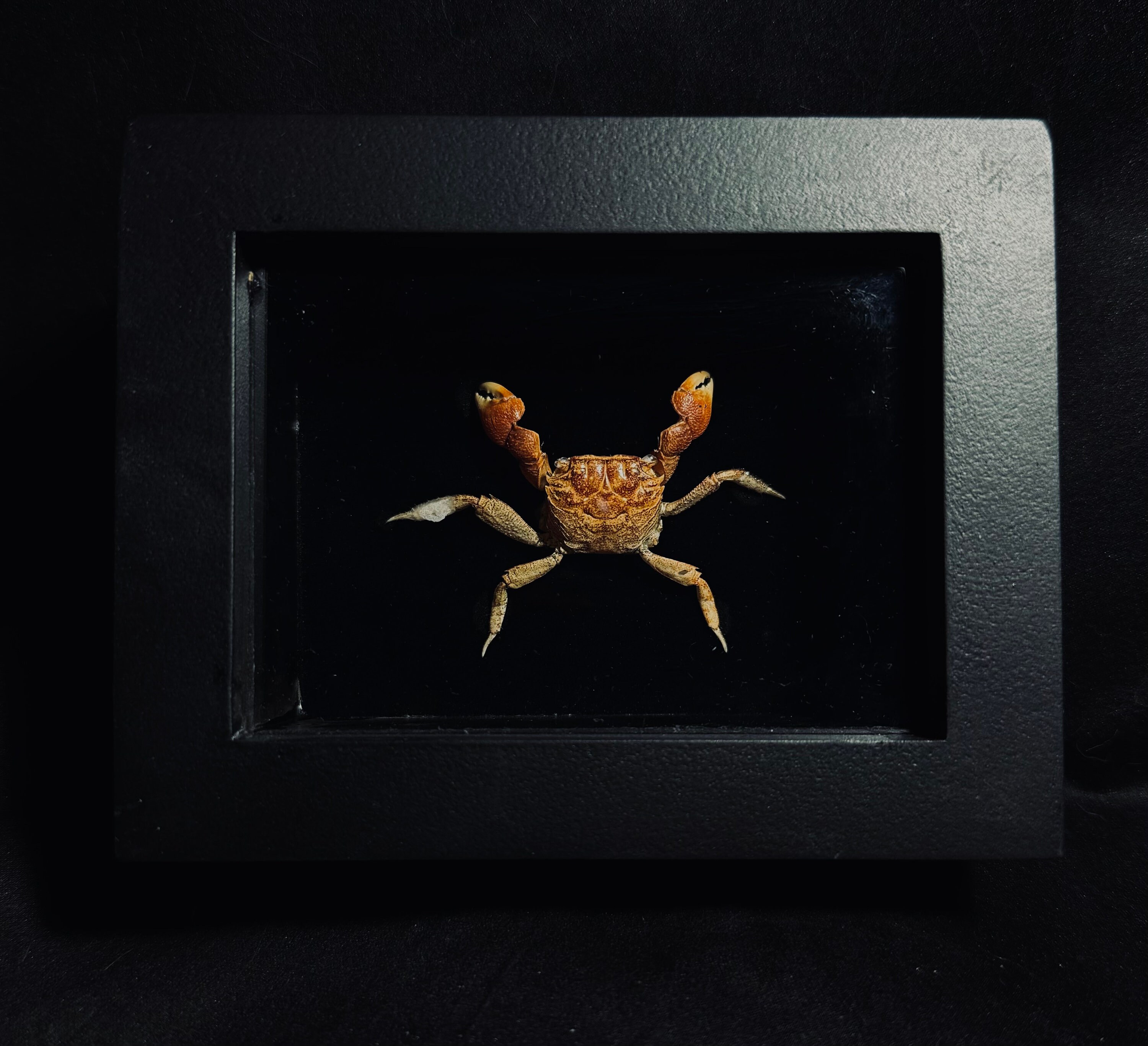 Six Legged Red Claw Crab Mounted Molt Specimen Home Decor Shadow Box ...