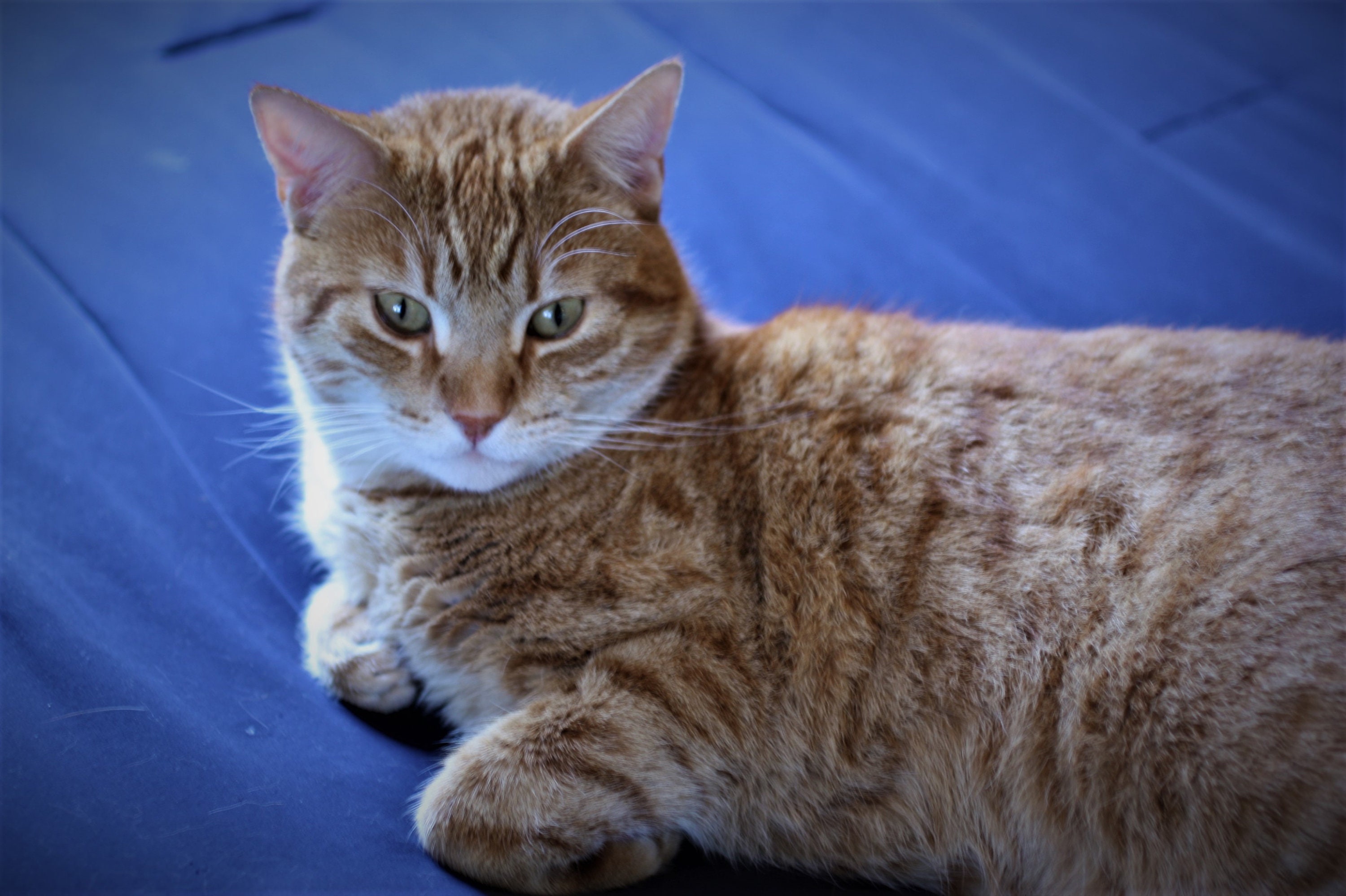 Silver Vine Fruit Gall Powder a Natural Alternative to Cat Nip Matatabi ...