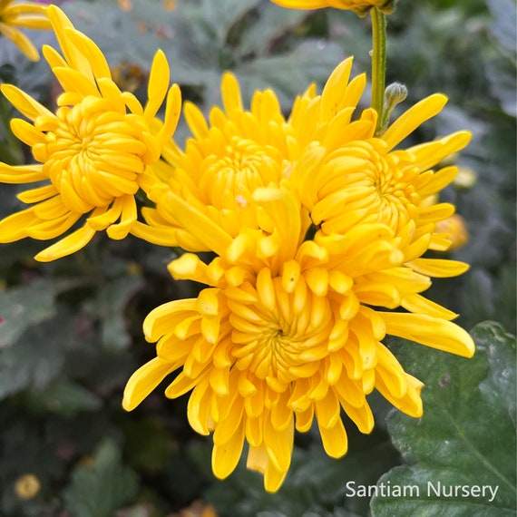 Chrysanthemum Flowers Yellow