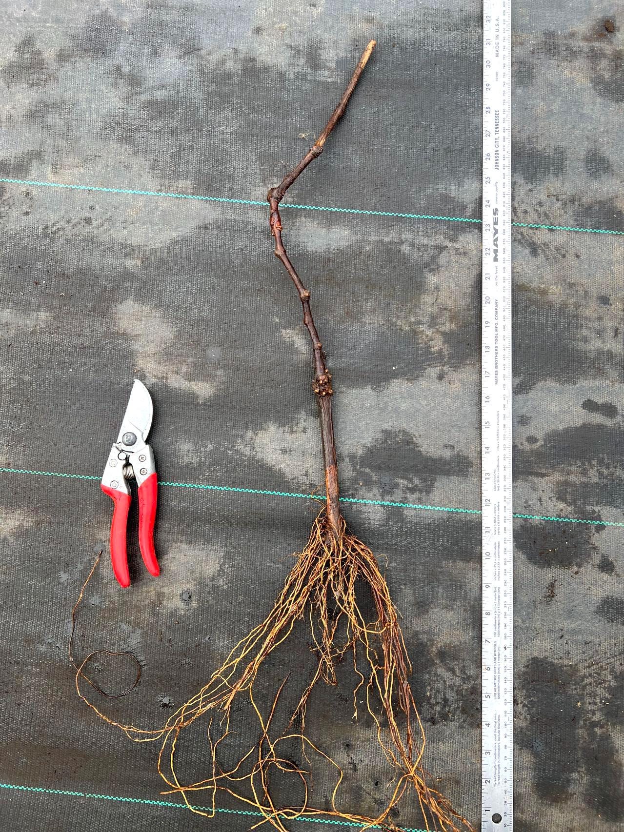 Japanese Queen Nina Garpe Vine, Bare Root, クイーンニーナ ブドウ(葡萄) 妮娜皇后，妮娜姬 - Etsy