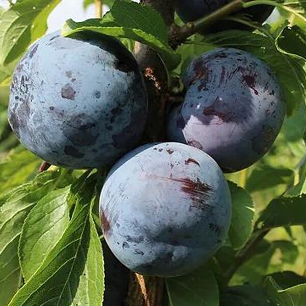 Italian Plum Tree - Etsy