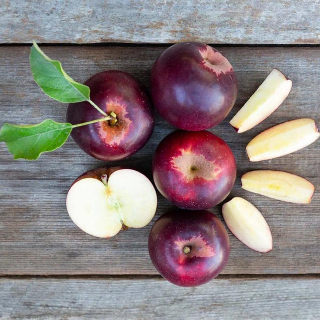 Arkansas Black Apple Tree on M7, Bare Root - Etsy