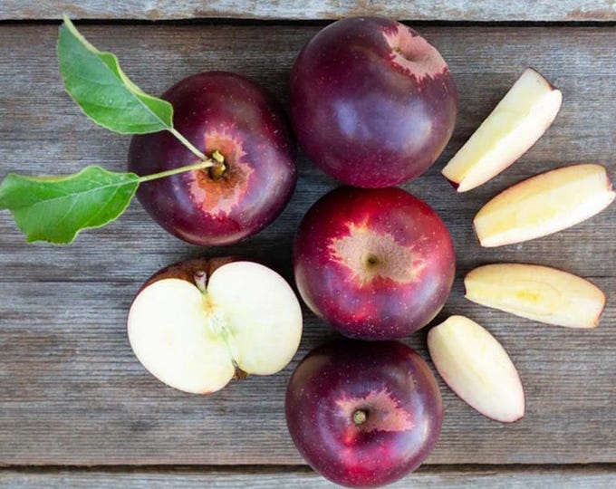 1 ARKANSAS BLACK APPLE Tree *grafted* *live Plant/tree* 18-32 Inches ...