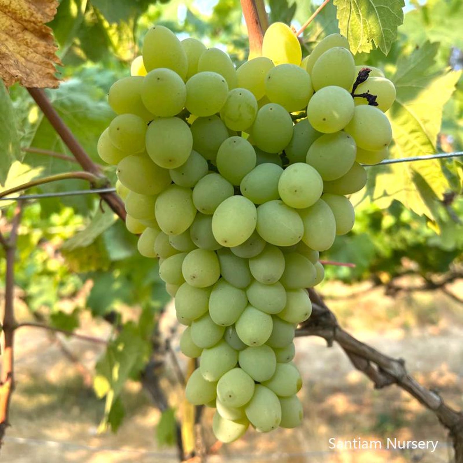 5pcs Neptune Seedless Table Grape Cuttings US Seller - Etsy