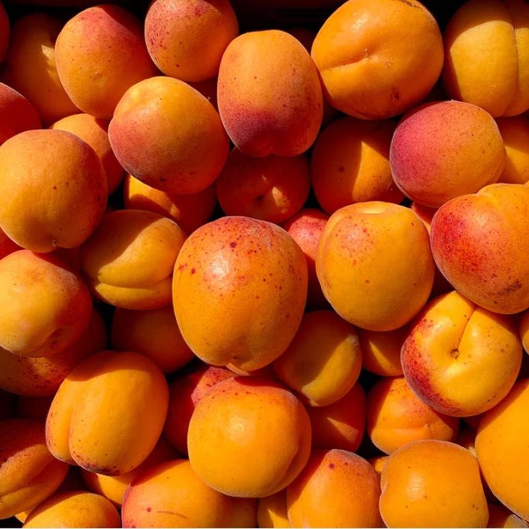 Puget Gold Apricot Tree, Bare Root, Self Fruitful - Etsy