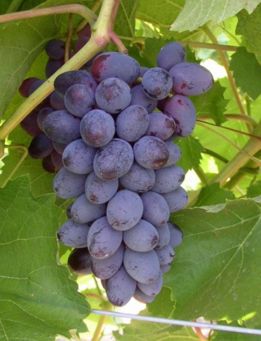 5pcs Jupiter Seedless Muscat Table Grape Cuttings 无核玫瑰香 无籽麝香葡萄 US ...