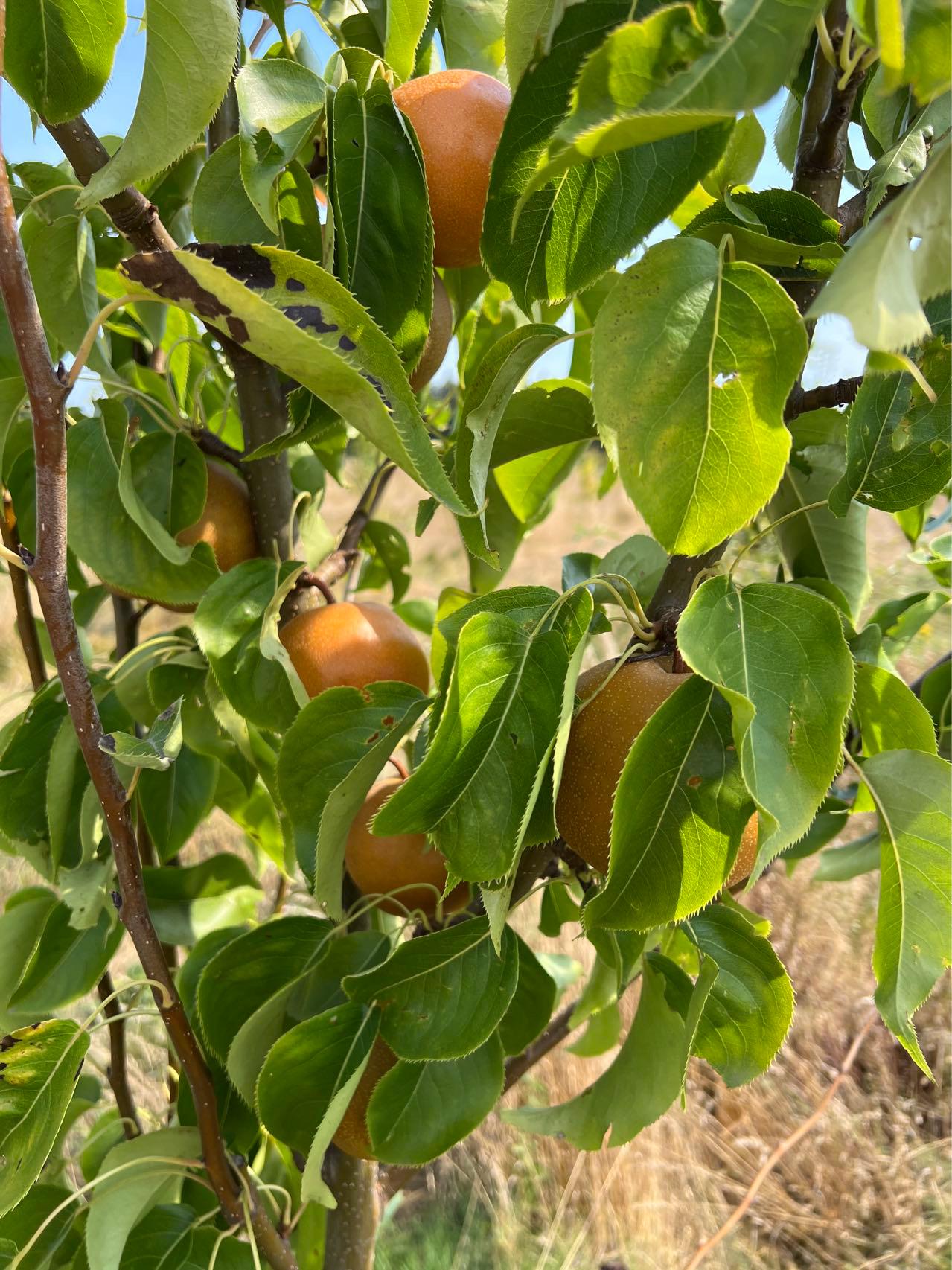 Korean Noryang Giant Asian Pear Tree, Bare Root - Etsy