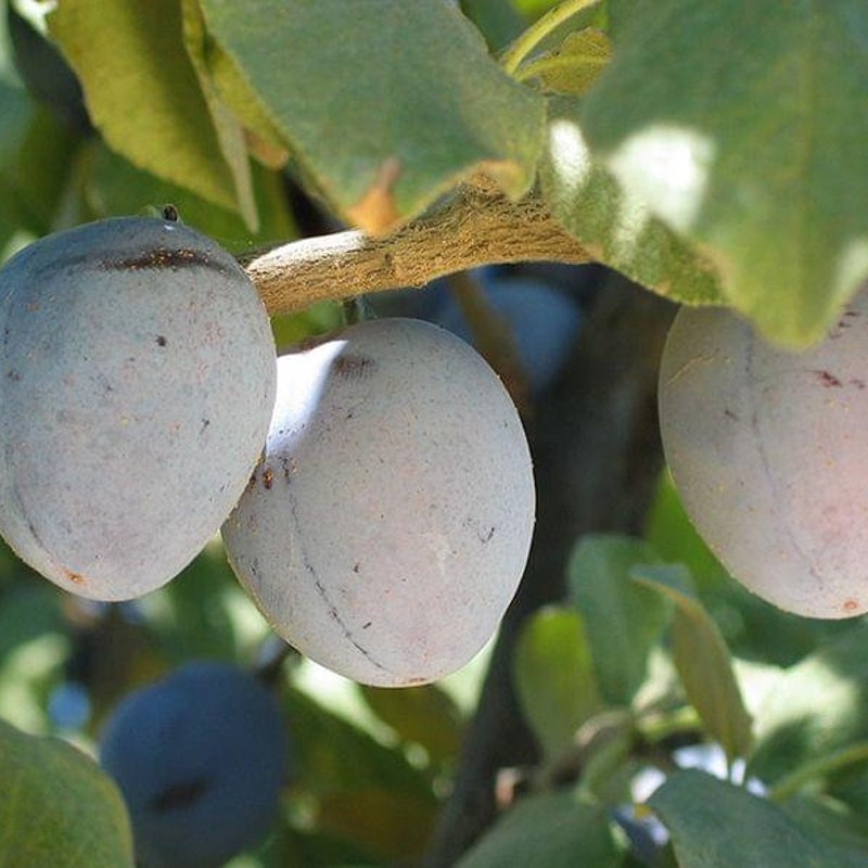 Sugar Plum Tree - Etsy