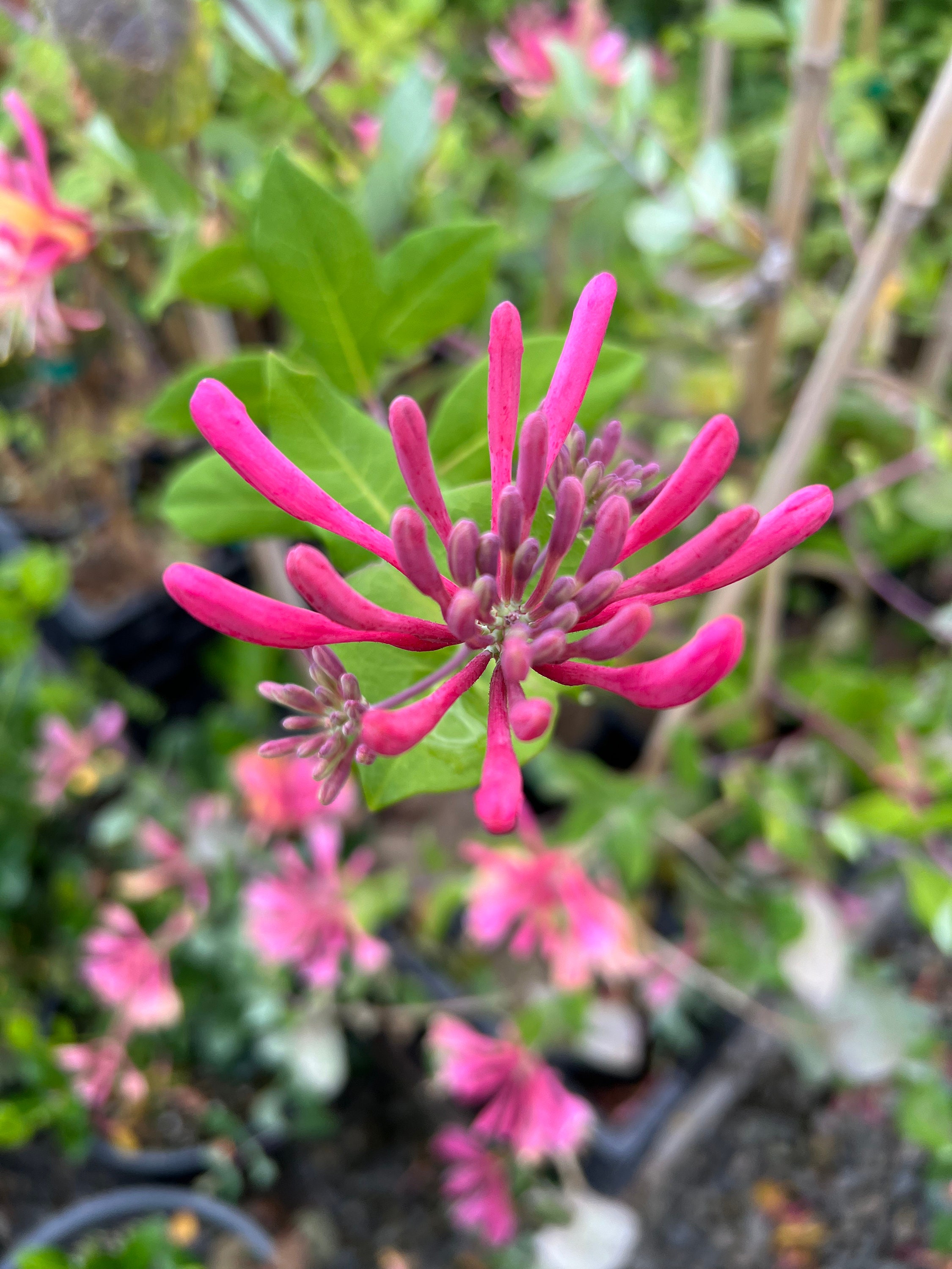 Purple Coral Honeysuckle (lonicera Heckrottii 'goldflame') - Etsy