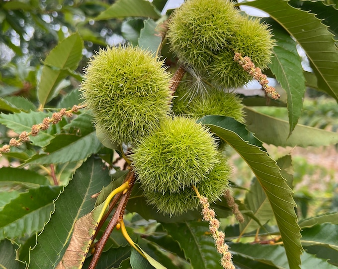 Chinese Chestnut Tree, Potted, 中华板栗树苗，甘栗 - Etsy