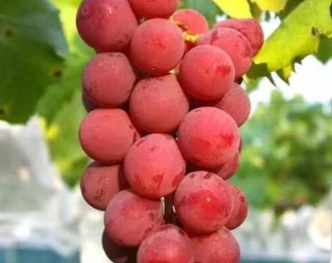 Japanese Ruby Roman Grape Vine, Bare Root, Ishikawa Ruby Roman, ルビーロマン ...