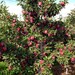 Red Delicious Apple Tree on M7, Bare Root, スターキング・デリシャス リンゴ, 红星苹果 - Etsy