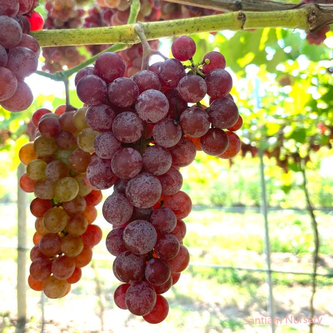 Somerset Seedless Table Grape Plant, Strawberry Grape - Etsy