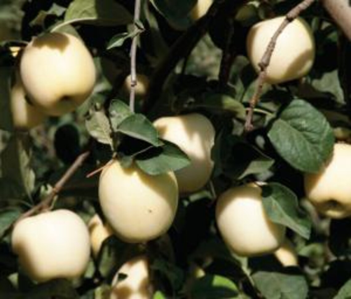 Ghost Apple Tree, Bare Root - Etsy