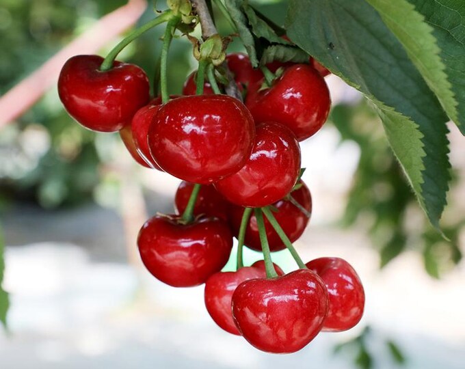 Van Sweet Cherry Tree, Bare Root, 1/2" - Etsy