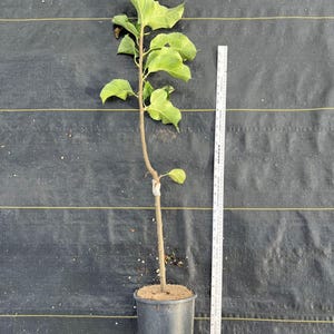 Ghost Apple Tree, Bare Root - Etsy