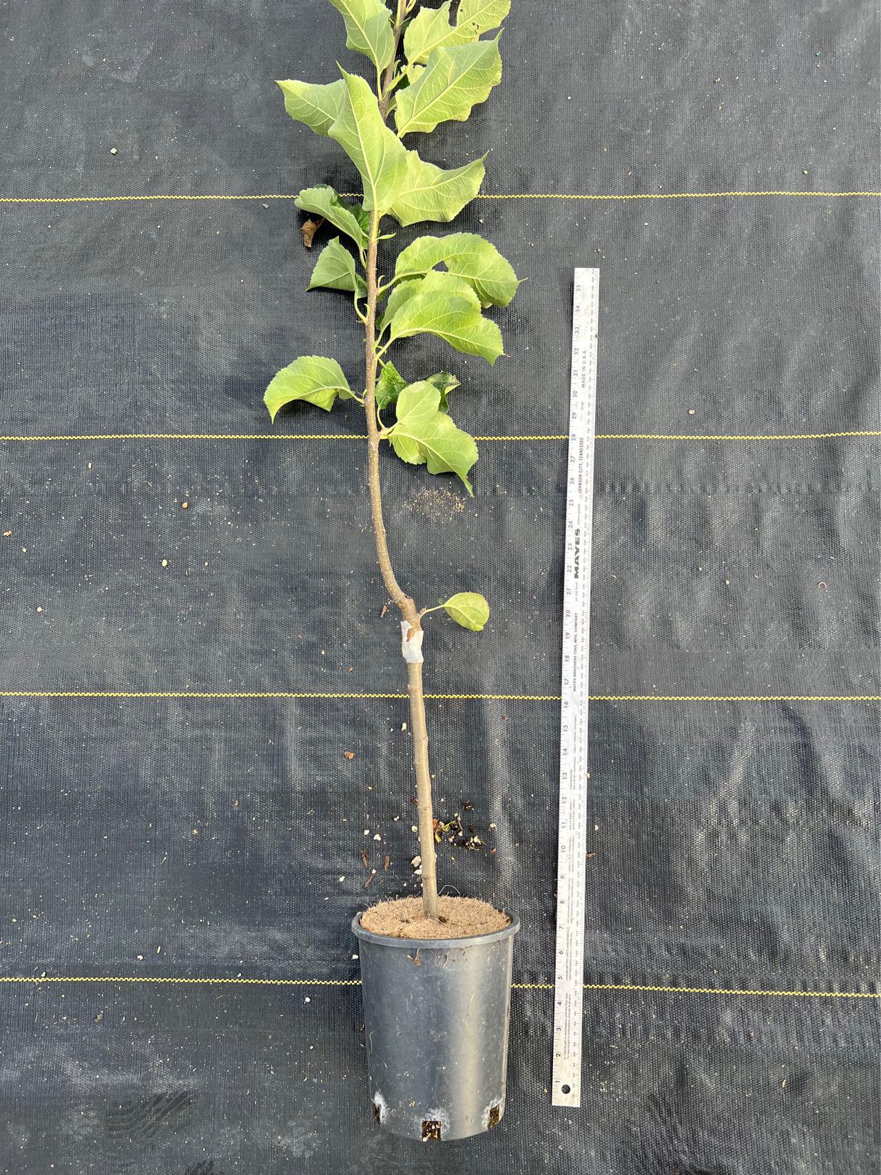 Ghost Apple Tree, Bare Root - Etsy