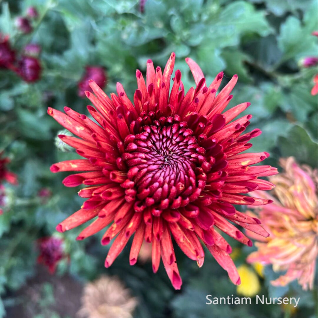 2-pack Autumn Ruby Chrysanthemum (mum）plant,potted, 4-6inches Large ...