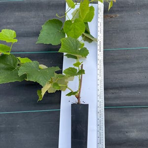 Delaware Seeded Grape Plant デラウエア 玫瑰露葡萄 - Etsy