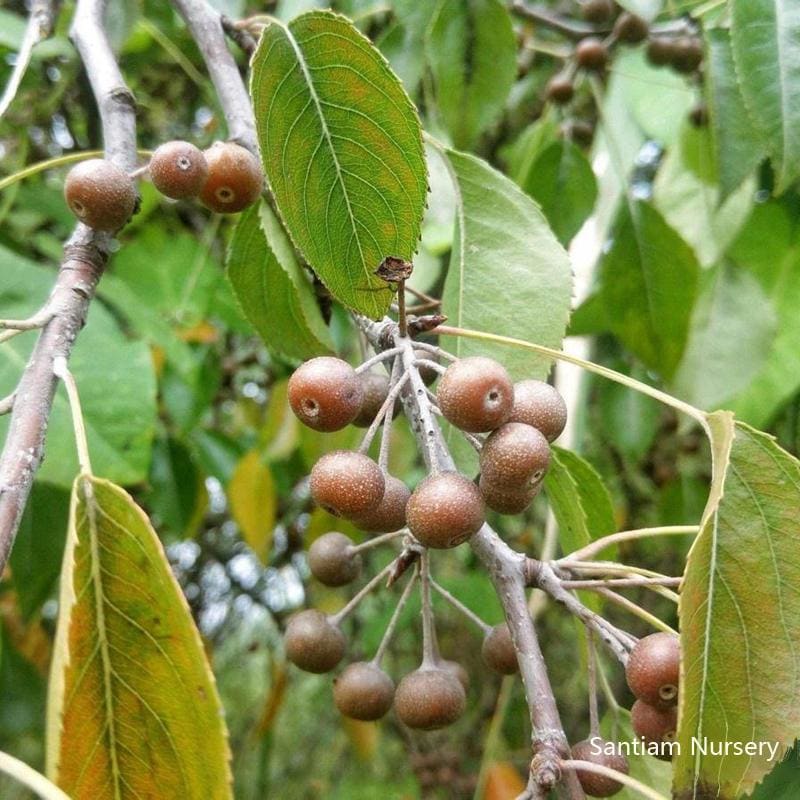 Pyrus Betulifolia，birchleaf Pear，ornamental Tree ,pear Rootstock, 棠梨，杜梨 ...
