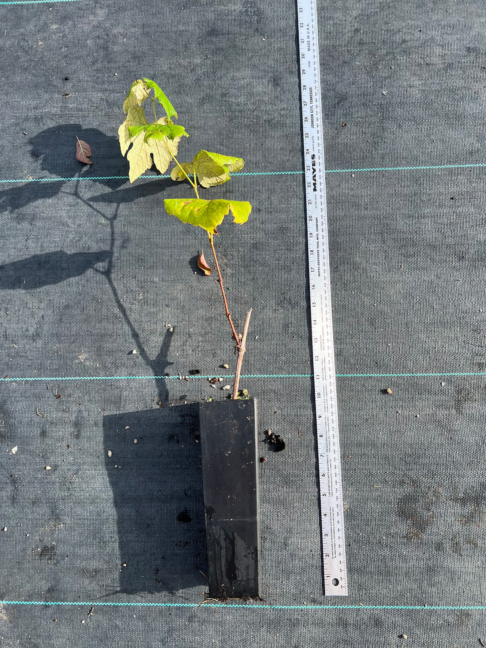 Reliance Seedless Table Grape Plant Bare Root 无核寒香蜜葡萄苗 US Seller - Etsy