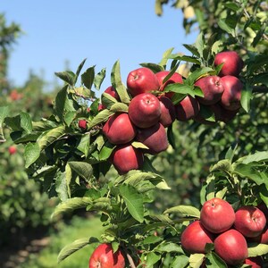 Red Delicious Apple Tree on M7, Bare Root, スターキング・デリシャス リンゴ, 红星苹果 - Etsy
