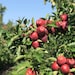 Red Delicious Apple Tree on M7, Bare Root, スターキング・デリシャス リンゴ, 红星苹果 - Etsy